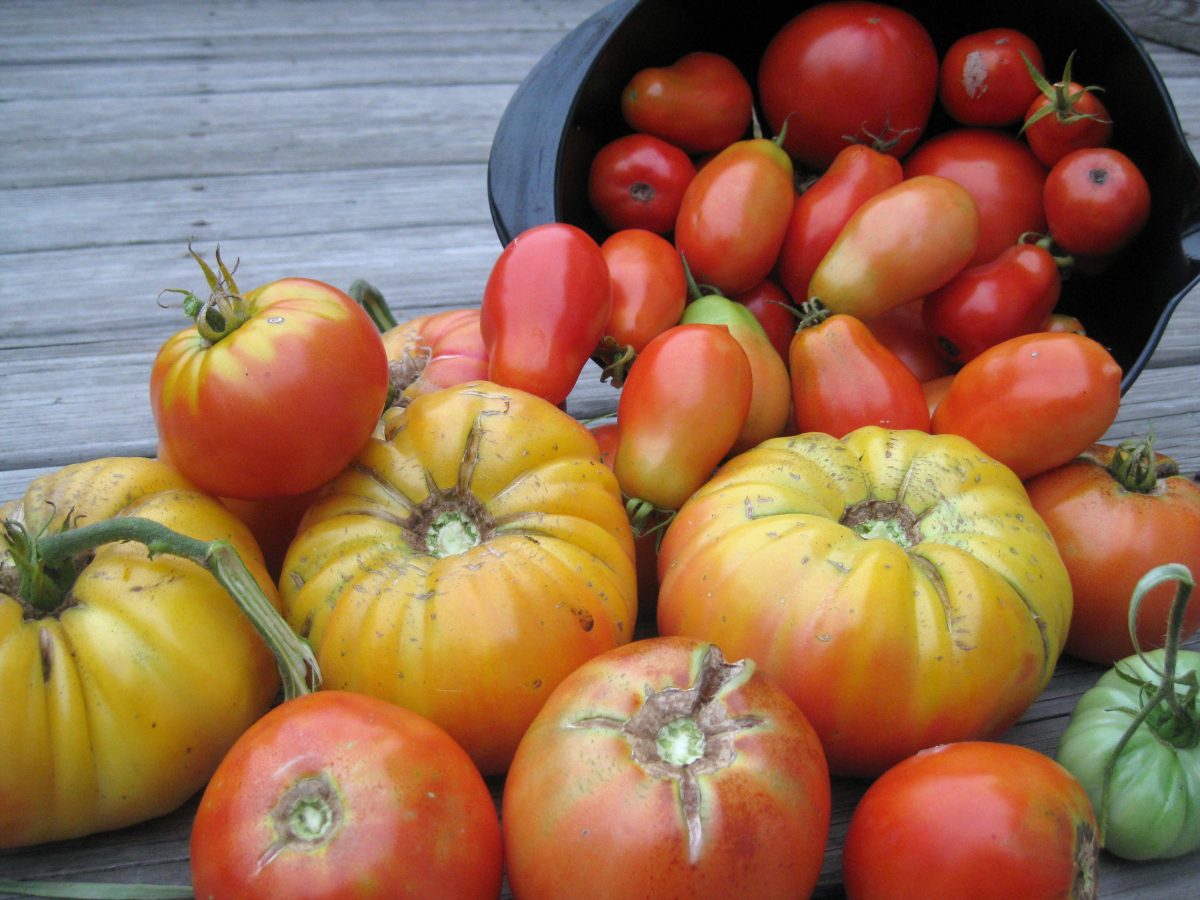 Tomato. Tomahto. | Jax House